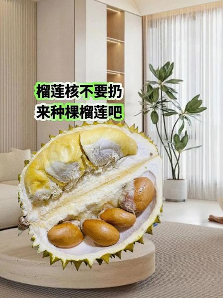 榴莲核怎么吃最好_榴莲核能生吃吗-第1张图片-山城妙识