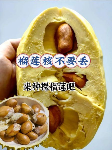 榴莲核怎么吃最好_榴莲核能生吃吗-第3张图片-山城妙识