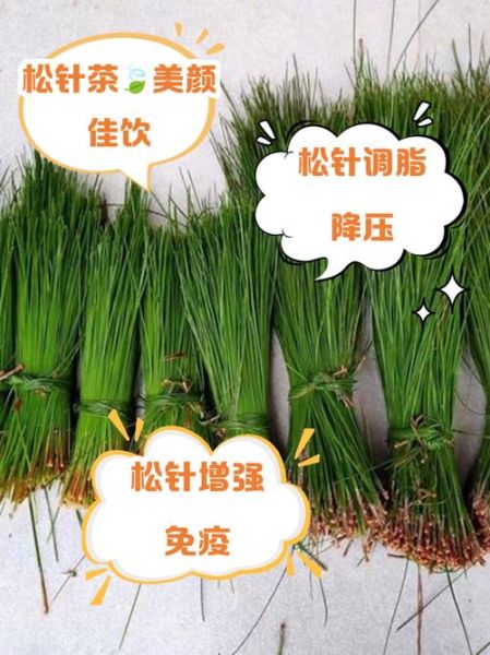 松针煮水的功效与作用_松针煮水能天天喝吗-第3张图片-山城妙识