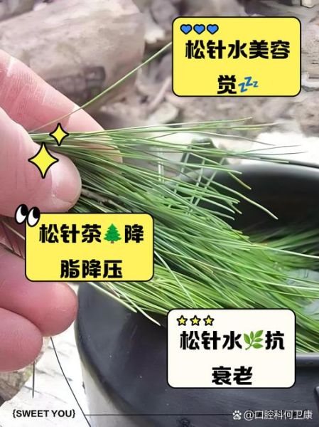 松针煮水的功效与作用_松针煮水能天天喝吗-第2张图片-山城妙识