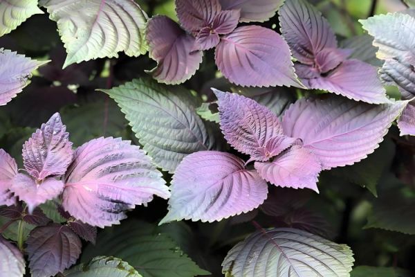 紫苏叶图片大全大图_紫苏叶长什么样-第1张图片-山城妙识