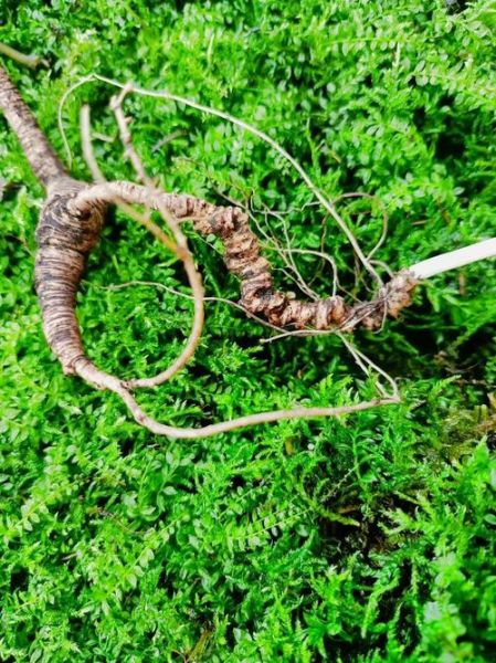 真正野人参叶子图片_野山参叶子长什么样-第1张图片-山城妙识