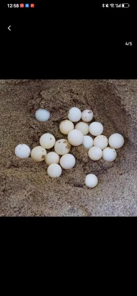 甲鱼蛋孵化需要多久_甲鱼蛋孵化温度湿度怎么控制-第1张图片-山城妙识