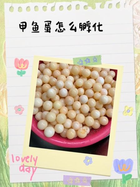 甲鱼蛋孵化需要多久_甲鱼蛋孵化温度湿度怎么控制-第2张图片-山城妙识