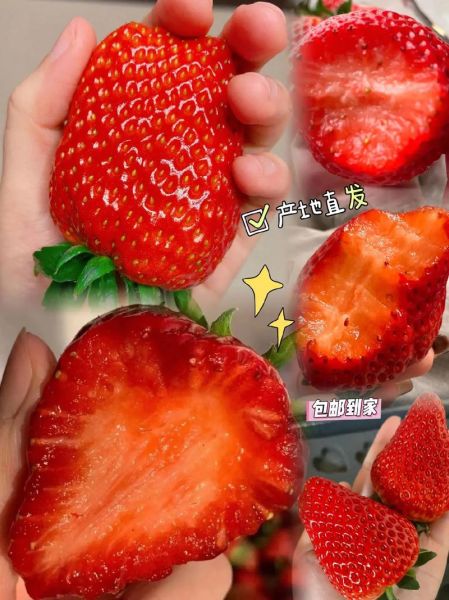 丹东特产有哪些值得买_丹东草莓怎么挑选-第1张图片-山城妙识 丹东特产有哪些值得买_丹东草莓怎么挑选-第1张图片-山城妙识