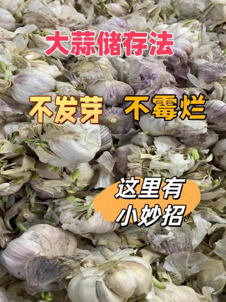 大蒜头怎么放不发芽_大蒜头保存不发芽的方法-第3张图片-山城妙识
