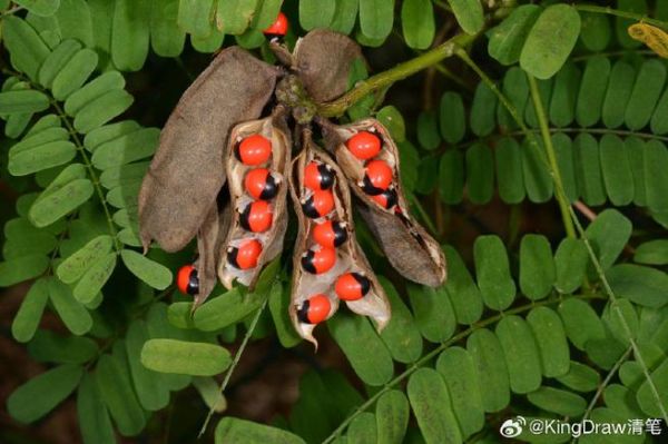 相思豆是什么植物_相思豆有毒吗-第2张图片-山城妙识