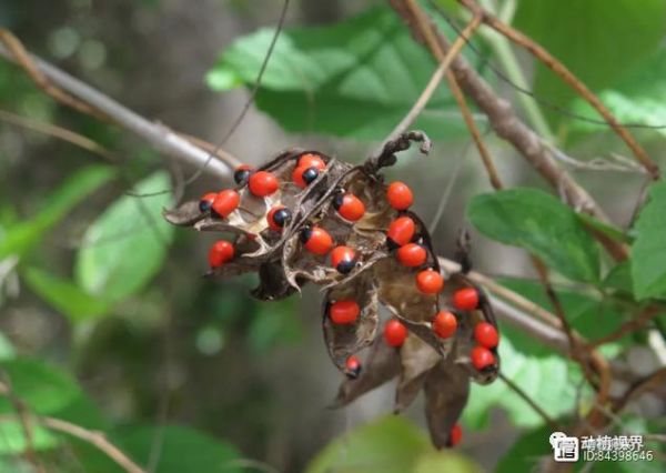 相思豆是什么植物_相思豆有毒吗-第1张图片-山城妙识