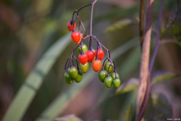 相思豆是什么植物_相思豆有毒吗-第3张图片-山城妙识