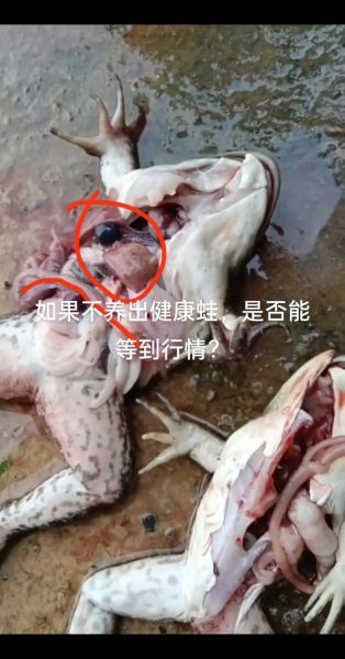 养10亩牛蛙多少成本_牛蛙养殖成本明细-第1张图片-山城妙识