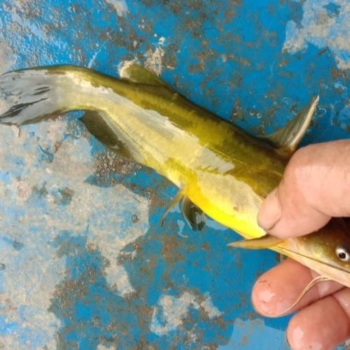 黄骨鱼价格今日价多少钱一斤_黄骨鱼最新行情-第1张图片-山城妙识