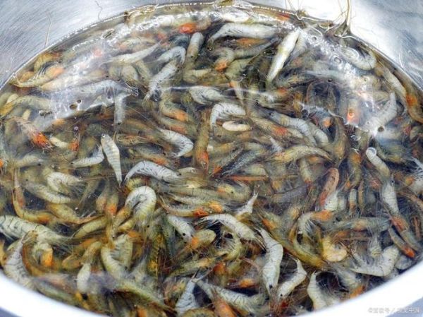 河虾太小了怎么清洗_河虾太小如何快速去虾线-第3张图片-山城妙识