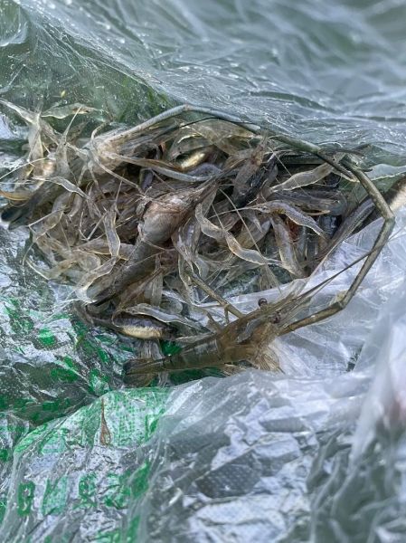 河虾太小了怎么清洗_河虾太小如何快速去虾线-第1张图片-山城妙识