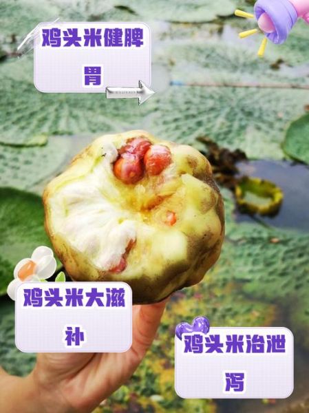 吃鸡头米的禁忌有哪些_哪些人不能吃-第2张图片-山城妙识
