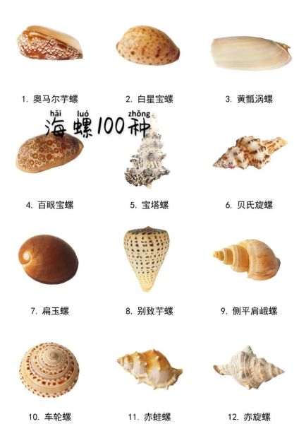 海螺种类大全_如何区分常见海螺-第1张图片-山城妙识