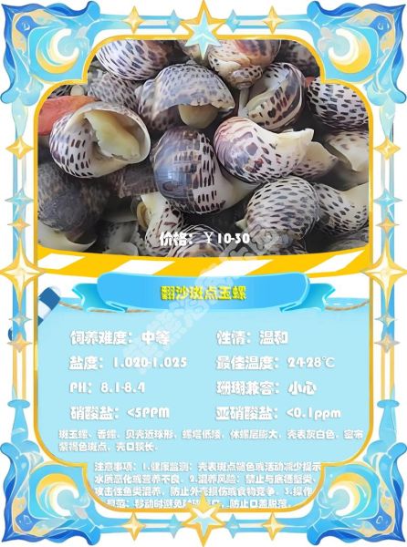 海螺种类大全_如何区分常见海螺-第2张图片-山城妙识