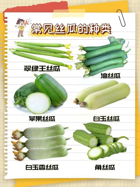 丝瓜有什么功效_丝瓜怎么吃最有营养-第1张图片-山城妙识