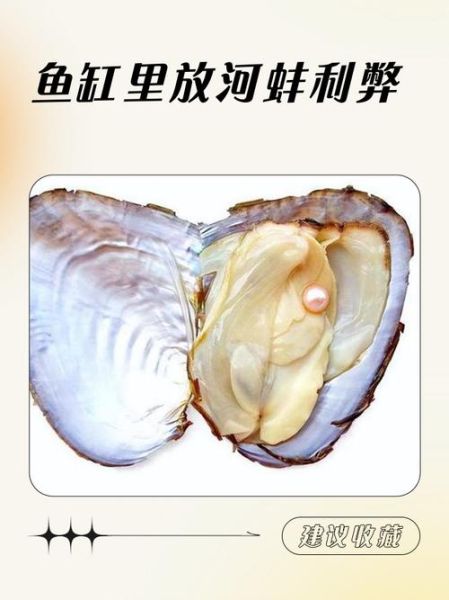 家里养河蚌好不好_河蚌能净化鱼缸吗-第1张图片-山城妙识 家里养河蚌好不好_河蚌能净化鱼缸吗-第1张图片-山城妙识