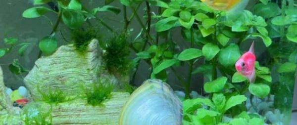 家里养河蚌好不好_河蚌能净化鱼缸吗-第2张图片-山城妙识 家里养河蚌好不好_河蚌能净化鱼缸吗-第2张图片-山城妙识