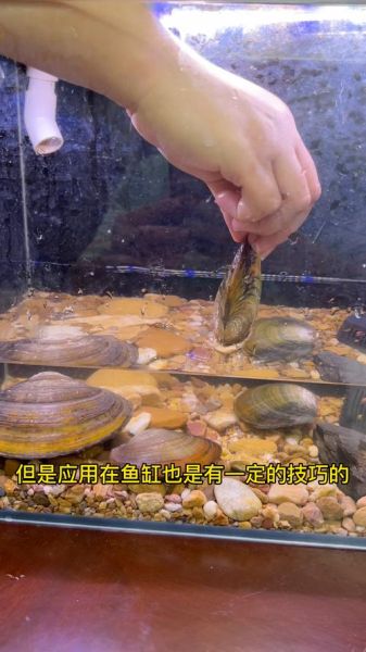 家里养河蚌好不好_河蚌能净化鱼缸吗-第3张图片-山城妙识 家里养河蚌好不好_河蚌能净化鱼缸吗-第3张图片-山城妙识