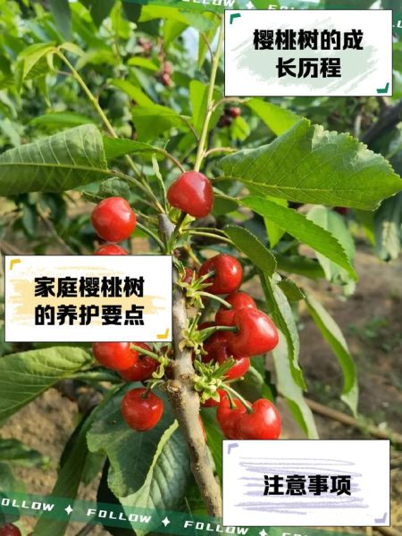 樱桃树图片大全_如何识别不同品种-第1张图片-山城妙识 樱桃树图片大全_如何识别不同品种-第1张图片-山城妙识