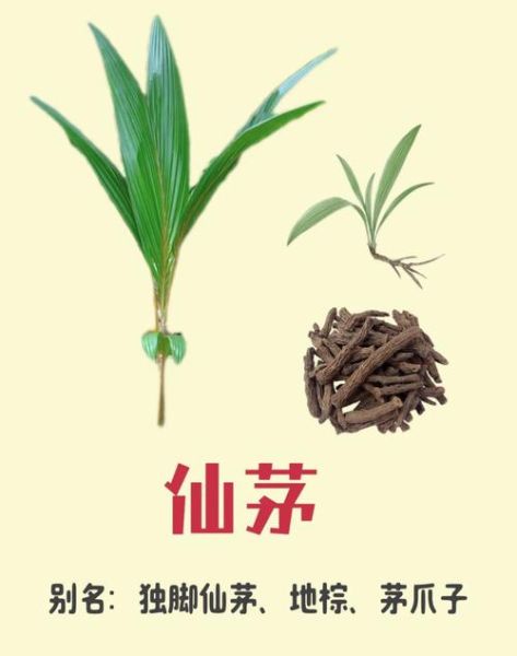 仙草是什么植物_仙草的功效与作用-第2张图片-山城妙识