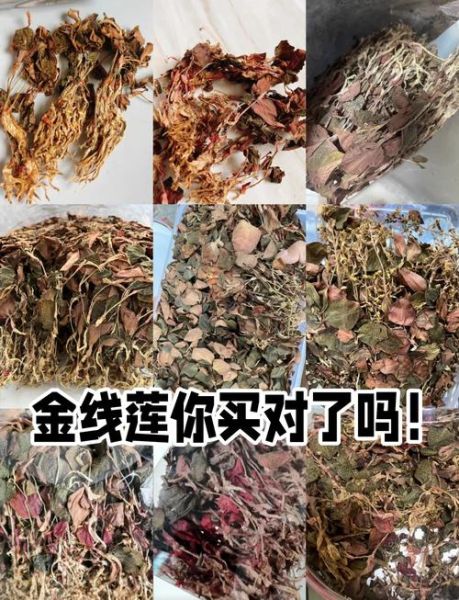 金线莲的功效与禁忌_金线莲哪些人不能吃-第2张图片-山城妙识 金线莲的功效与禁忌_金线莲哪些人不能吃-第2张图片-山城妙识