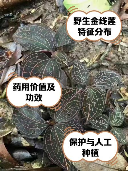 金线莲的功效与禁忌_金线莲哪些人不能吃-第3张图片-山城妙识 金线莲的功效与禁忌_金线莲哪些人不能吃-第3张图片-山城妙识