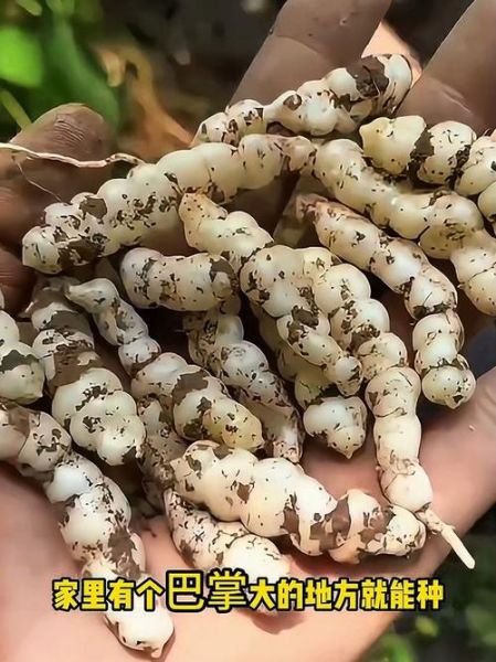 宝塔菜多少钱一斤_宝塔菜价格行情-第1张图片-山城妙识