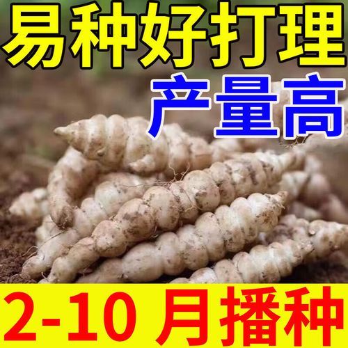 宝塔菜多少钱一斤_宝塔菜价格行情-第3张图片-山城妙识