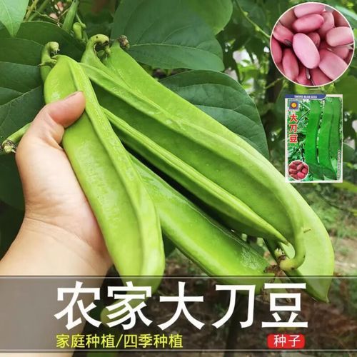 刀豆种子怎么种_刀豆种子几月播种-第2张图片-山城妙识 刀豆种子怎么种_刀豆种子几月播种-第2张图片-山城妙识