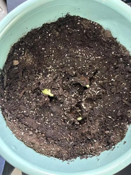 刀豆种子怎么种_刀豆种子几月播种-第1张图片-山城妙识 刀豆种子怎么种_刀豆种子几月播种-第1张图片-山城妙识