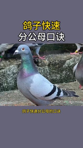 鸽子图片真实照片_如何辨别家鸽与野鸽-第1张图片-山城妙识
