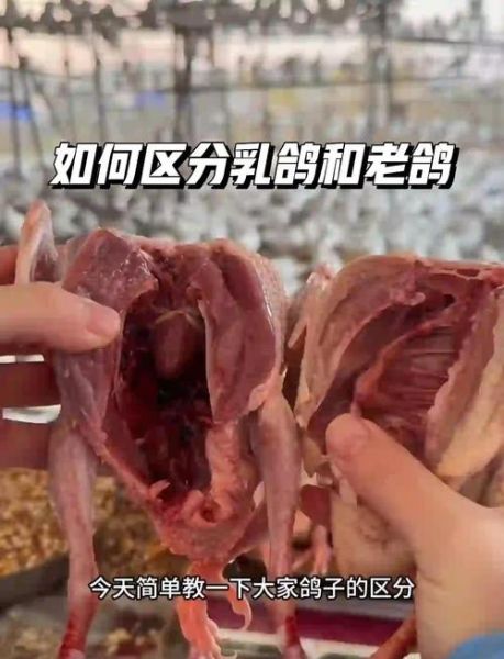 鸽子图片真实照片_如何辨别家鸽与野鸽-第2张图片-山城妙识