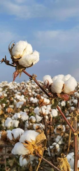 新疆棉花为什么好_新疆棉花好在哪-第1张图片-山城妙识 新疆棉花为什么好_新疆棉花好在哪-第1张图片-山城妙识