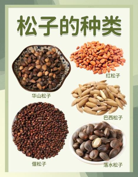 松子热量高吗_松子哪些人不能吃-第1张图片-山城妙识