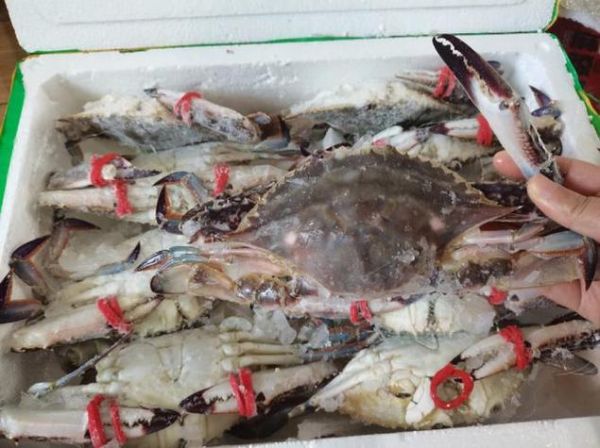 新鲜梭子蟹怎么保存_梭子蟹冷藏还是冷冻-第3张图片-山城妙识