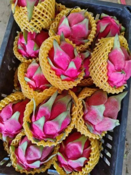 红心火龙果产地在哪里_红心火龙果哪个产地最好-第3张图片-山城妙识