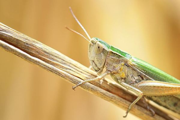 蚂蚱图片怎么拍_蚂蚱高清特写拍摄技巧-第2张图片-山城妙识