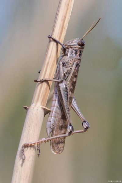 蚂蚱图片怎么拍_蚂蚱高清特写拍摄技巧-第1张图片-山城妙识