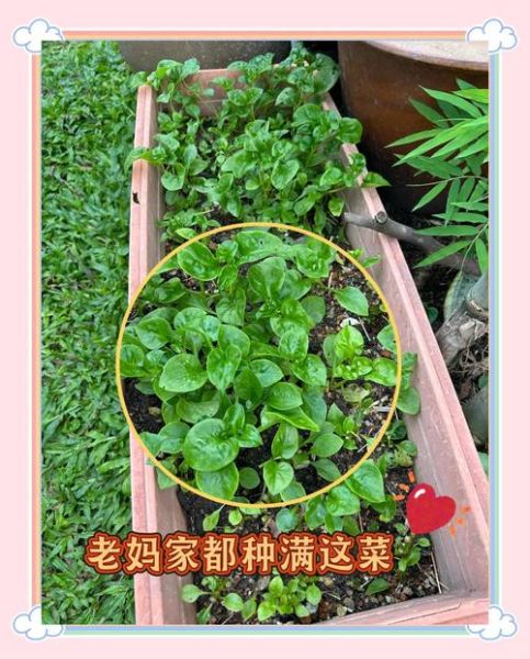 红木耳菜的功效与作用_红木耳菜怎么吃最营养-第1张图片-山城妙识