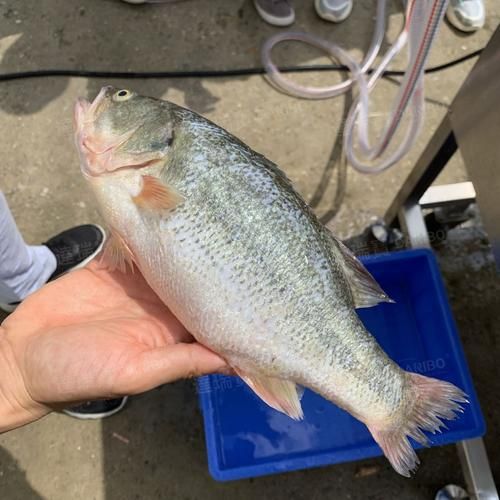 美国红鱼多少钱一斤_美国红鱼价格走势-第1张图片-山城妙识