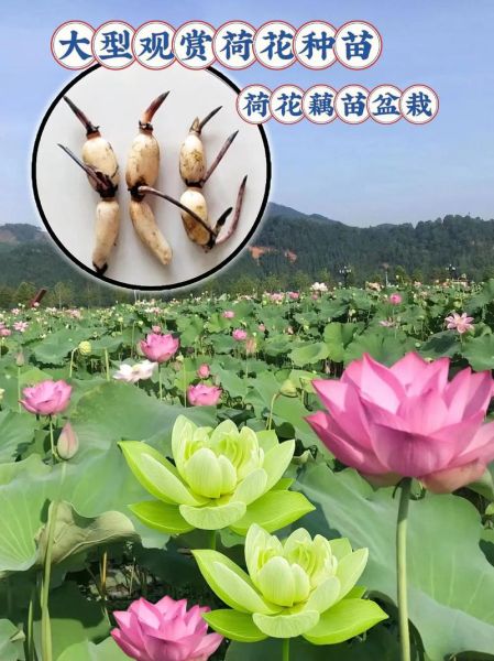 莲藕图片_荷花怎么区分-第1张图片-山城妙识