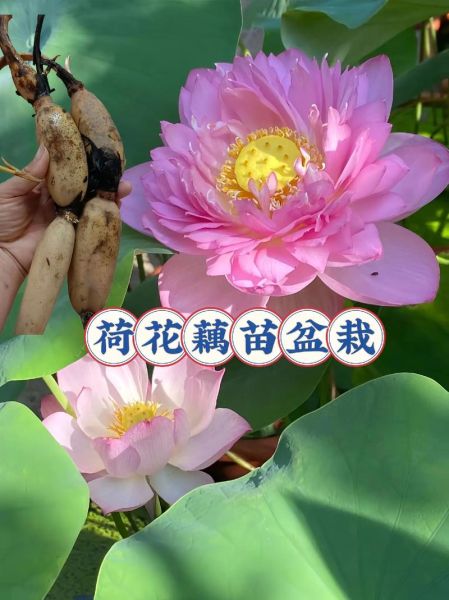 莲藕图片_荷花怎么区分-第2张图片-山城妙识