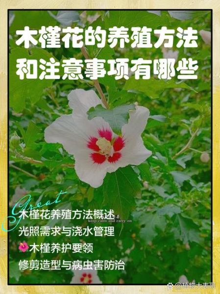 木槿花的花语是什么_木槿花怎么养护-第3张图片-山城妙识
