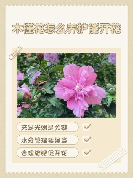 木槿花的花语是什么_木槿花怎么养护-第1张图片-山城妙识
