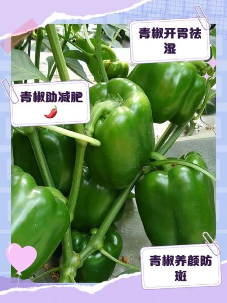 青椒的营养价值与功效_青椒可以减肥吗-第1张图片-山城妙识