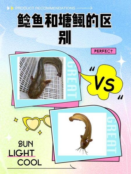 鮰鱼是鲶鱼吗_鮰鱼和鲶鱼的区别-第1张图片-山城妙识