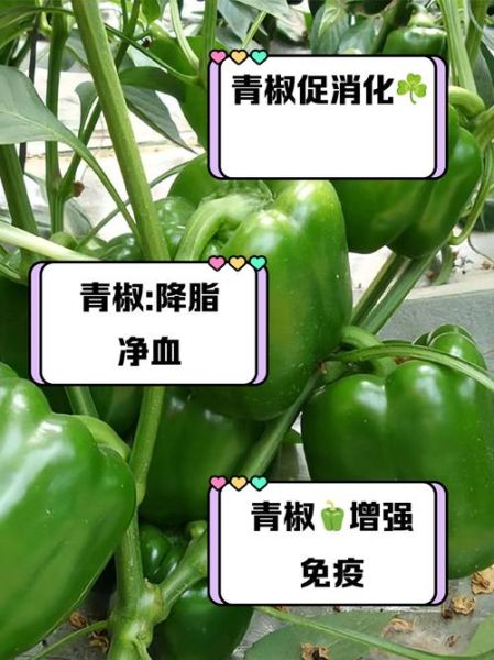 青椒的营养价值与功效_青椒可以减肥吗-第3张图片-山城妙识