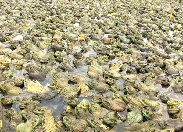 牛蛙养殖国家最新政策_2024年还能养吗-第1张图片-山城妙识